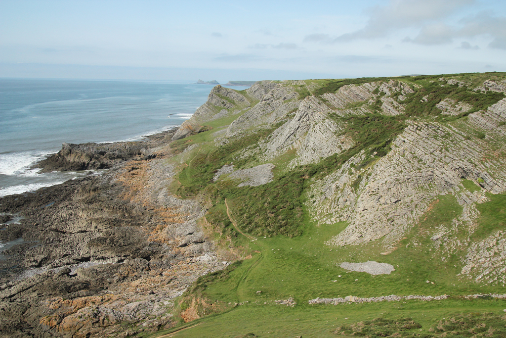 Gower Wildlife: Goldilocks Aster in Gower