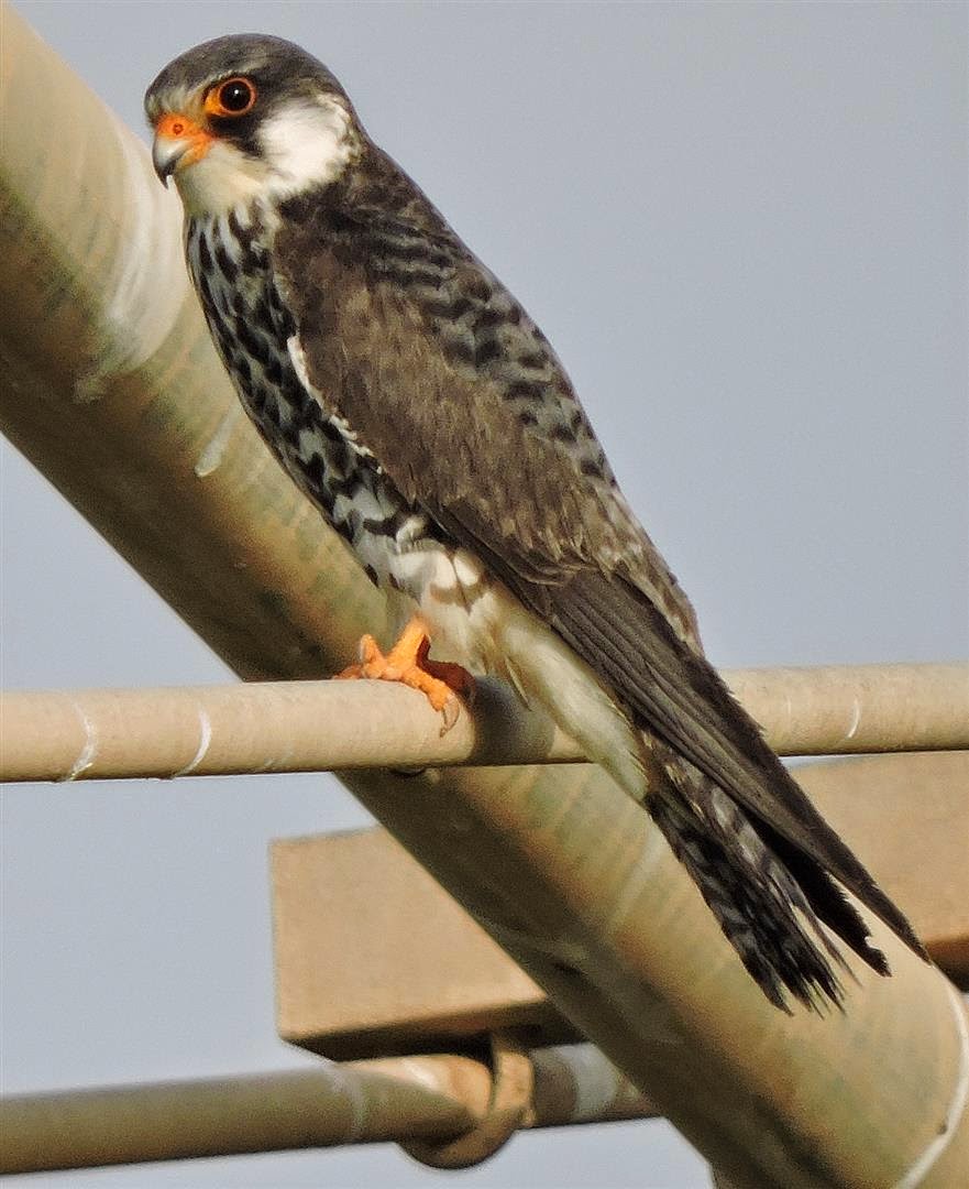 Birding for a Lark: Now four Amur falcon at Jarziz farm