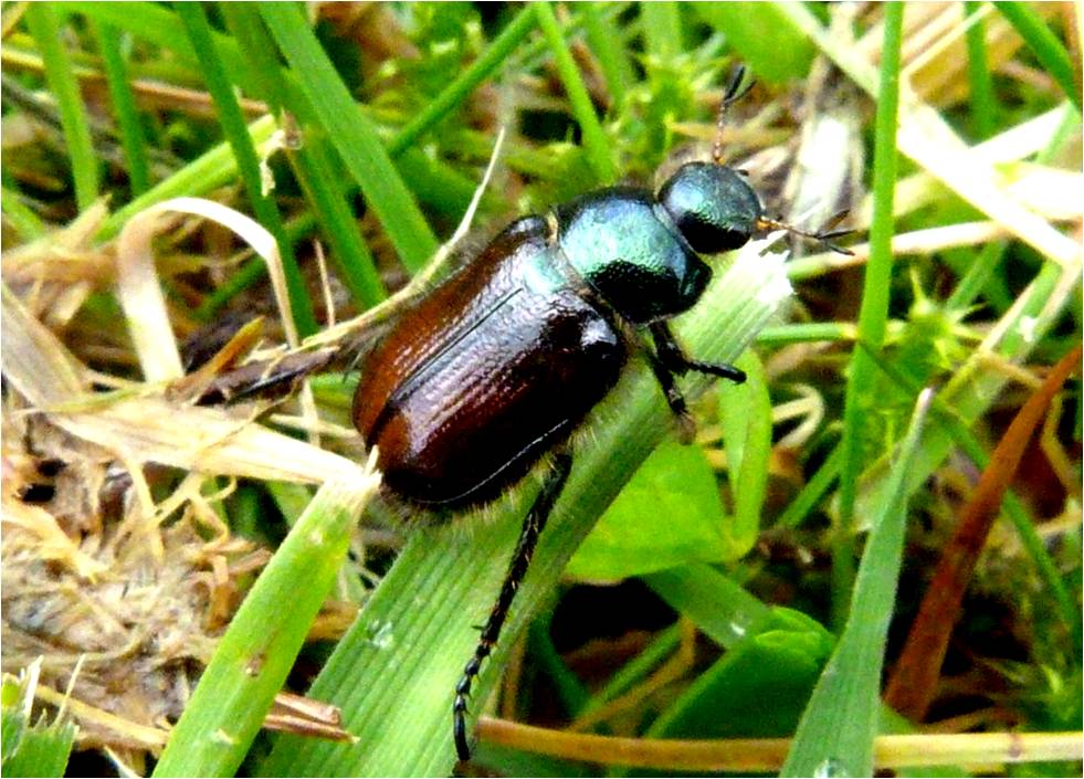 Insects of Scotland: Other Beetles