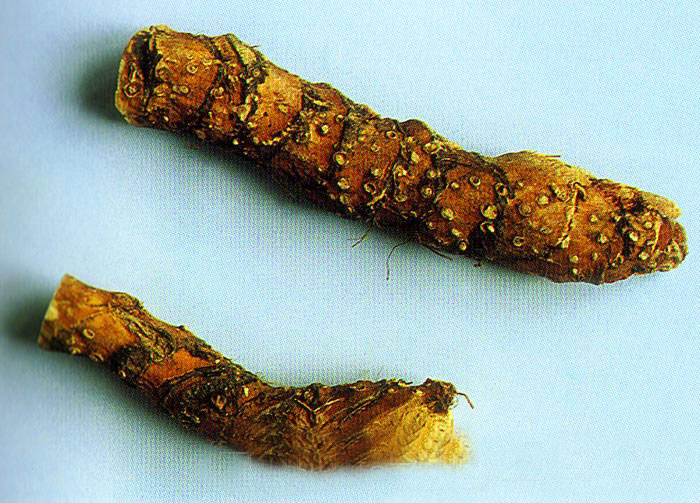 Tanaman Obat (Rhizoma): CALAMI RHIZOMA