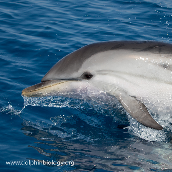 Dolphin Biology and Conservation: Striped dolphin portrait