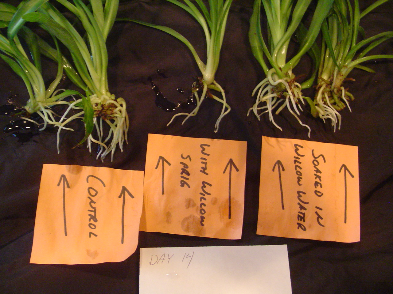 Extend the Season: Willow Water Experiment #1: Day 14 FINAL REPORT