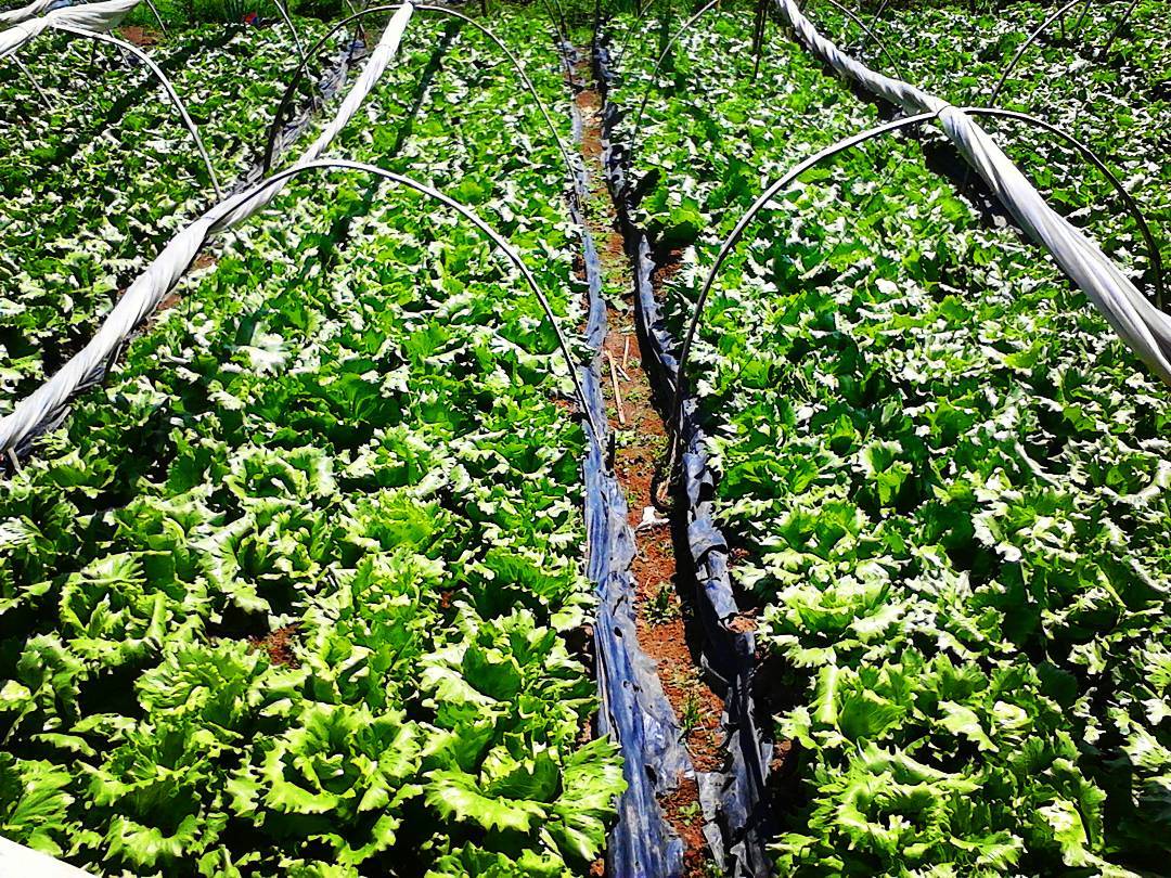 letsugas - philippin news collections