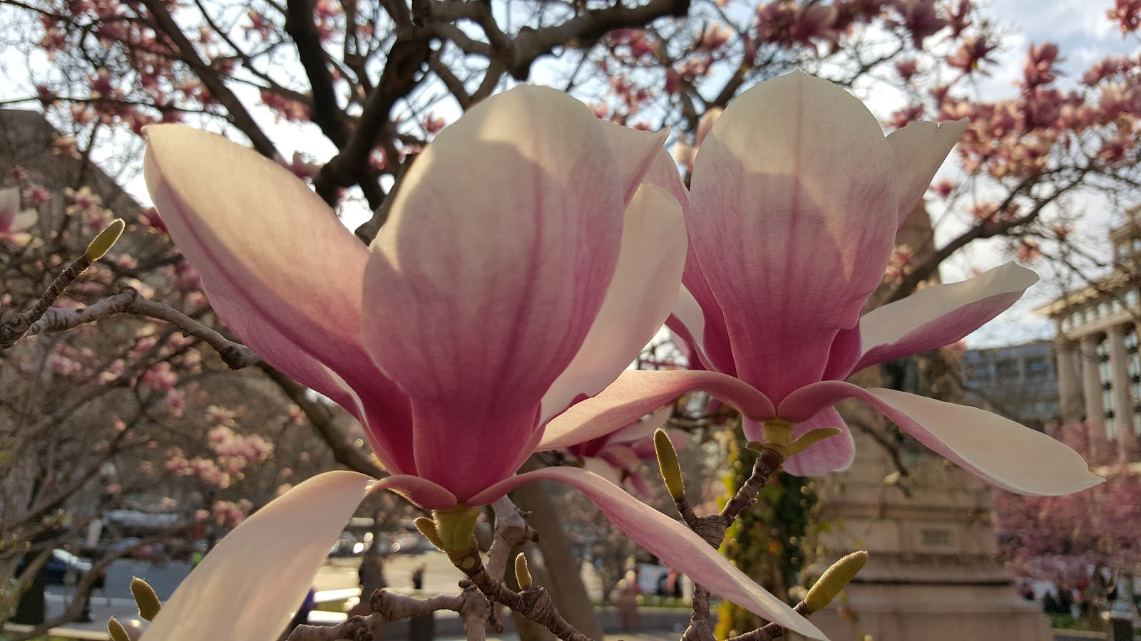 Ben's Journal: Let's Bloom