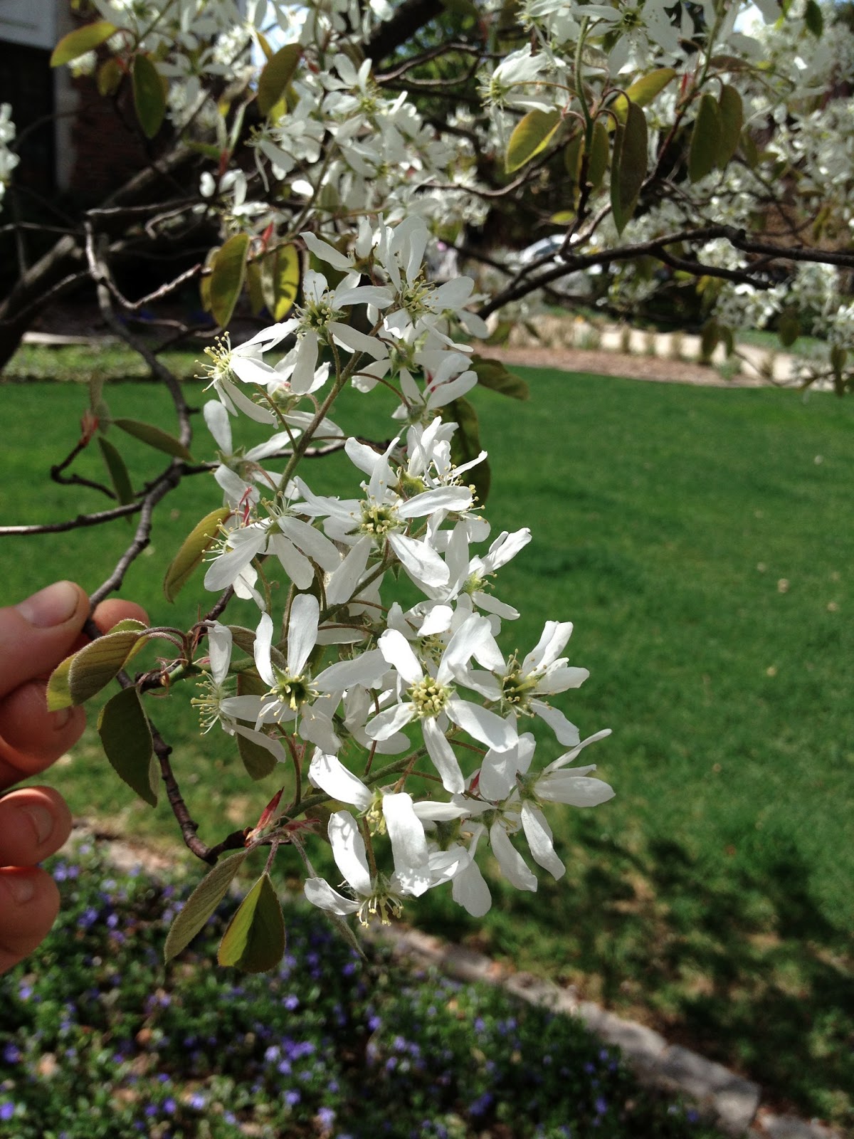 Damn Arbor: In bloom: Juneberries