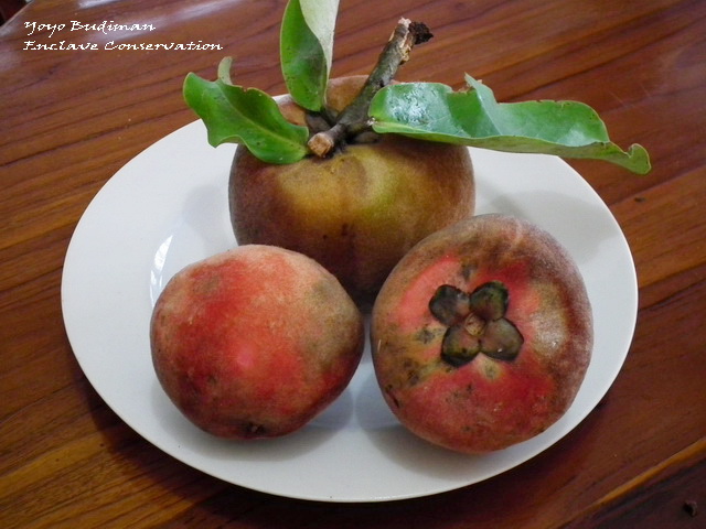 Pakalangan Bojong Tanjung - The uniqueness of Village : BUAH SAMOLO ...