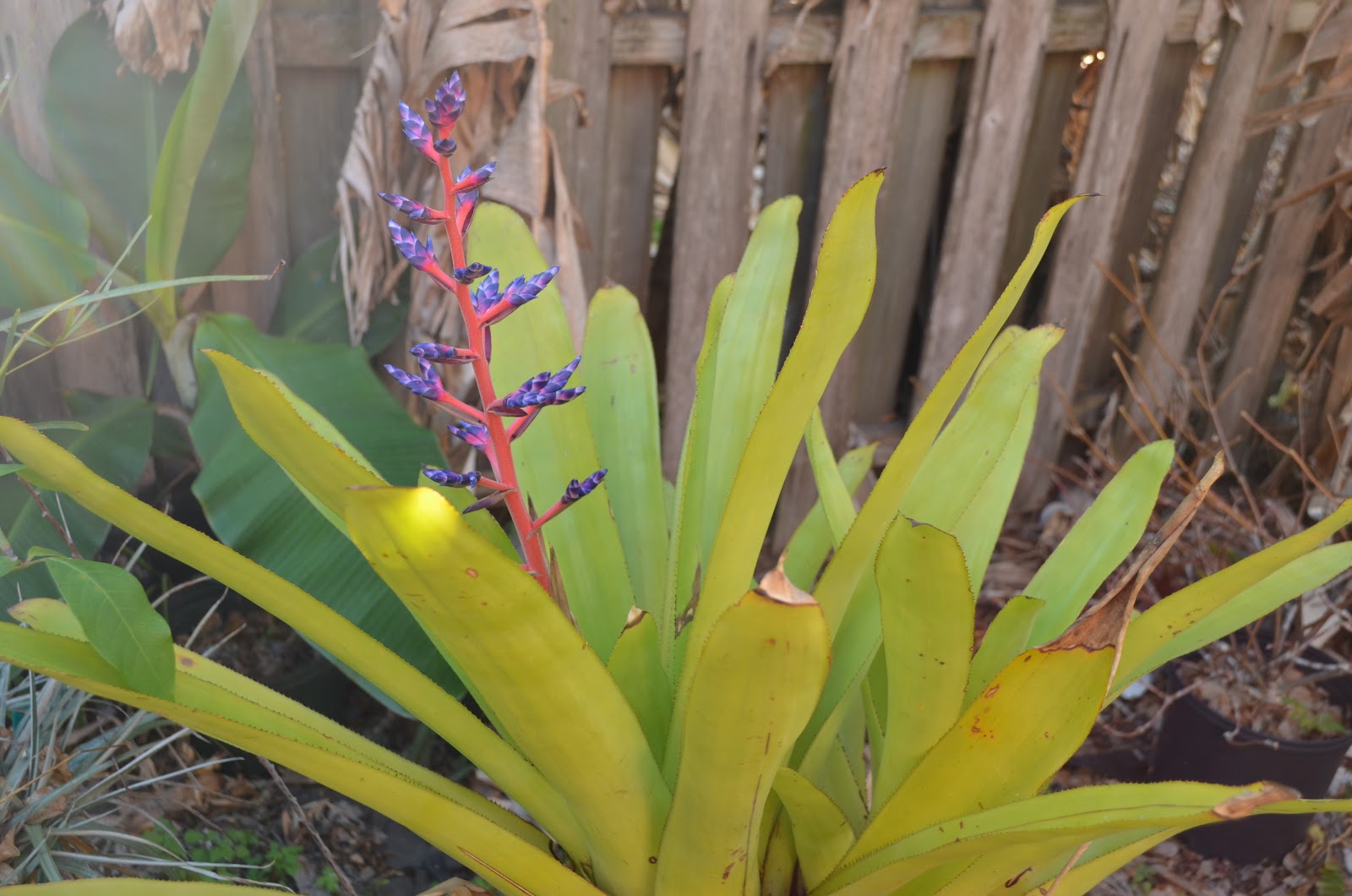 Succulent Bromeliads and others : Aechmea 'Blue Tango'