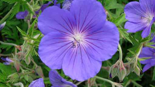GERANIUM PRATENSE 'Johnson's Blue' |The Garden of Eaden