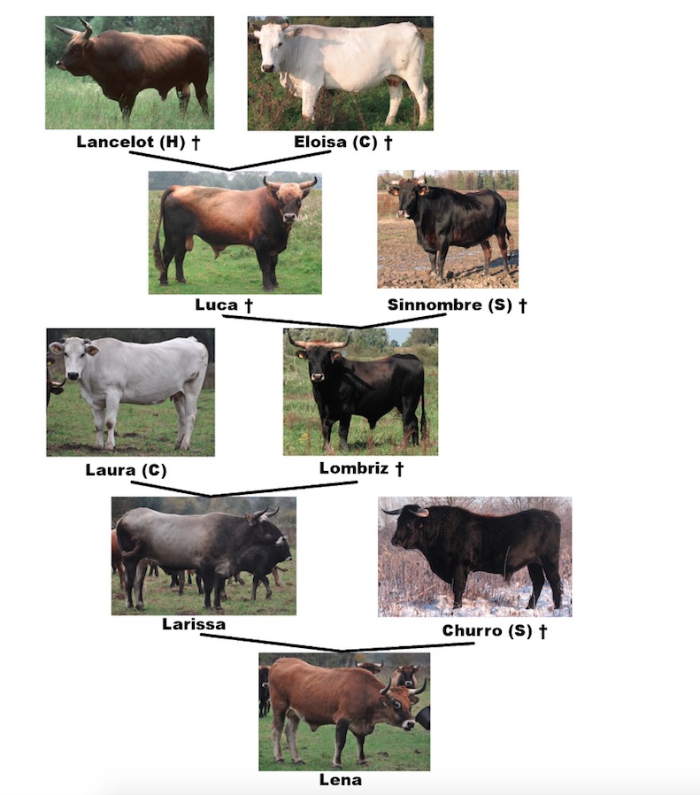 The Breeding-back Blog: Genealogical trees for some Taurus cattle from ...