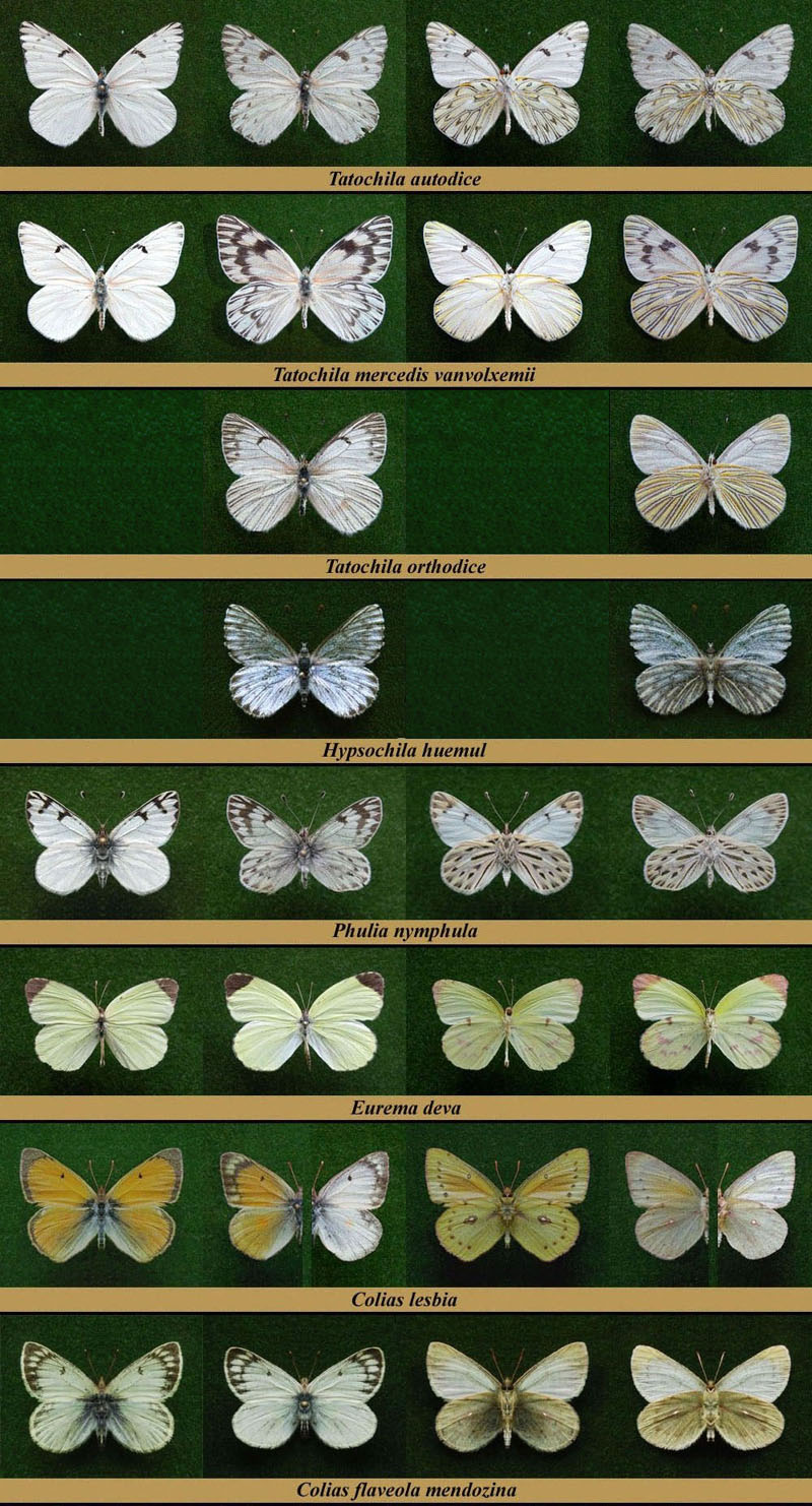 MARIPOSAS de MENDOZA (Argentina): Familia PIERIDAE