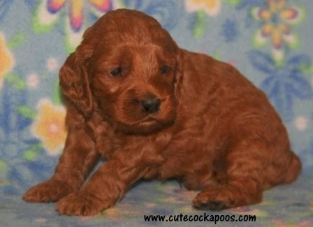 Cute Cockapoos: Progression of a Cockapoo Puppy, Week by Week Photos