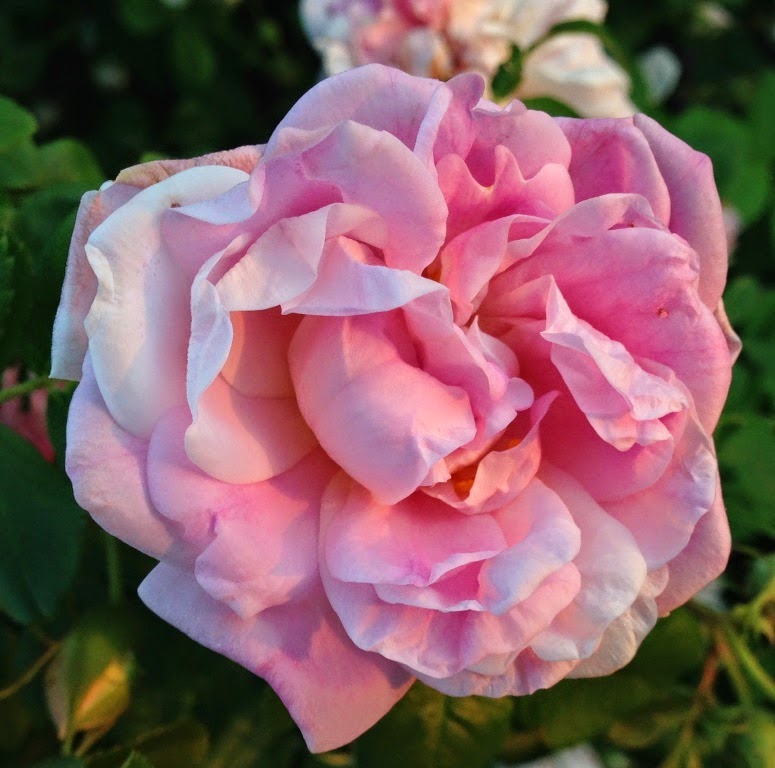 Garden Musings: Banshee or Banshees?