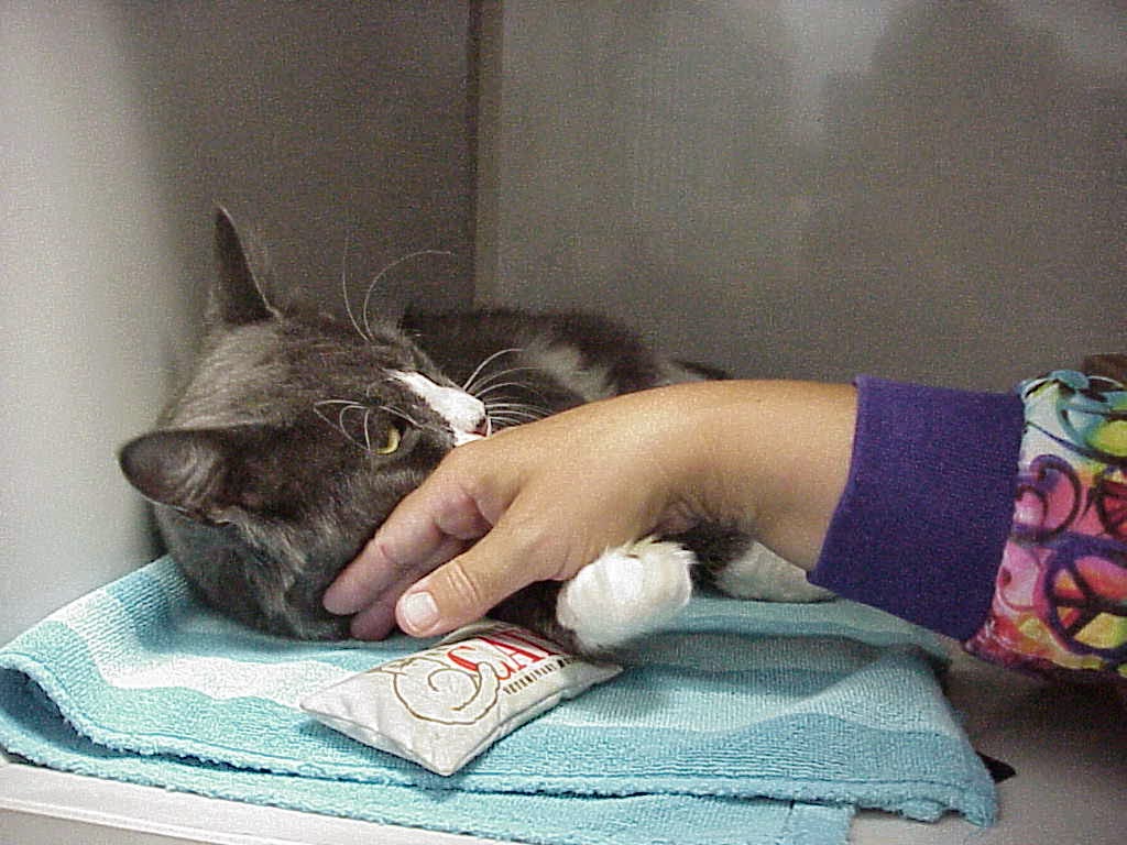 Exclusively Cats Veterinary Hospital Blog: Innovations Series to ...