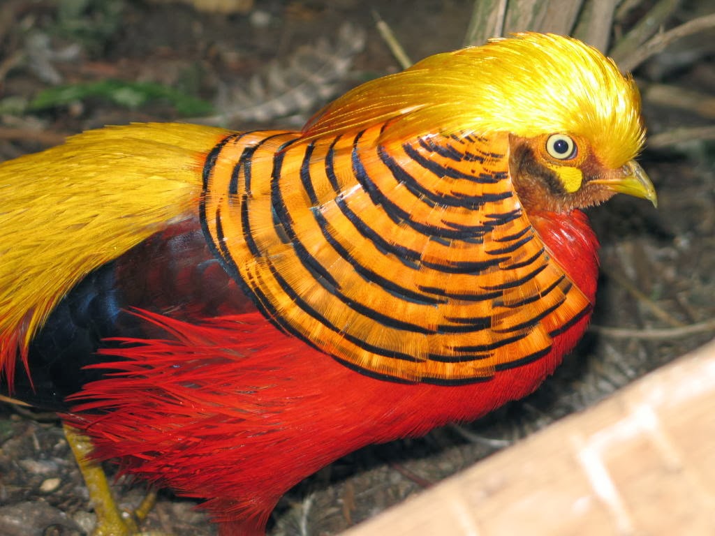 Bird Directory: Golden Pheasant