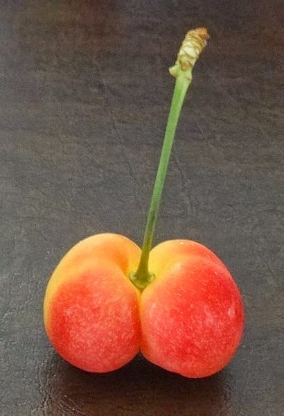 Left Field Wander: A Siamese Cherry