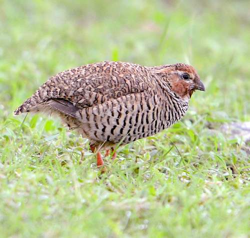 List of Indian quails - Images | Birds of India | Bird World