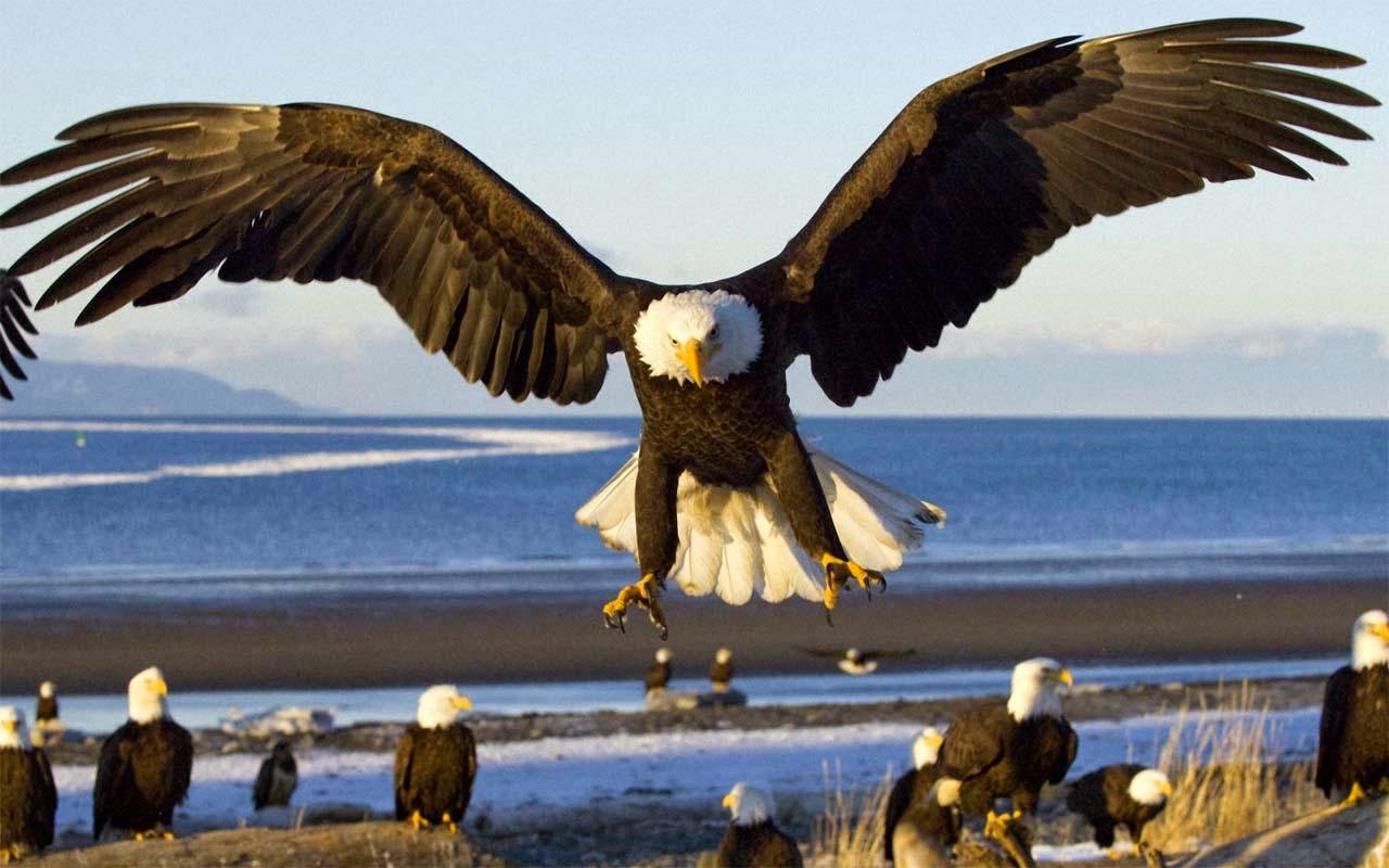 Learn To Write: Burung rajawali