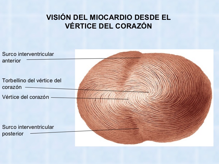 ¡Indagando en la anatomía cardíaca!: VENTRÍCULO IZQUIERDO