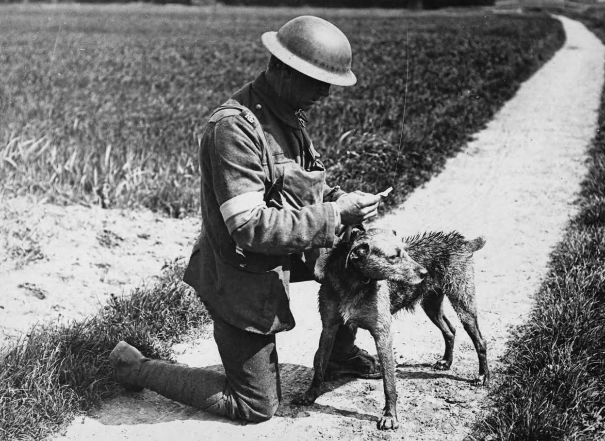 Black and White Pictures of Animals in World War I ~ Vintage Everyday
