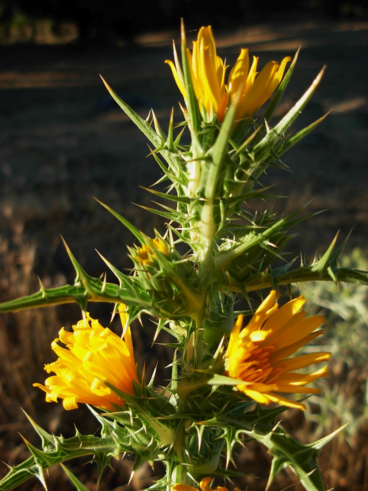 PlazaNavaluenga: Cardillo (Scolymus hispanicus)