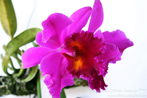 COLOMBIA TIERRA QUERIDA: FLOR NACIONAL ORQUIDEA - CATTLEYA TRIANAE