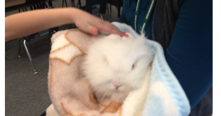 What the Teacher Wants!: And Then I Brought a Rabbit to School...
