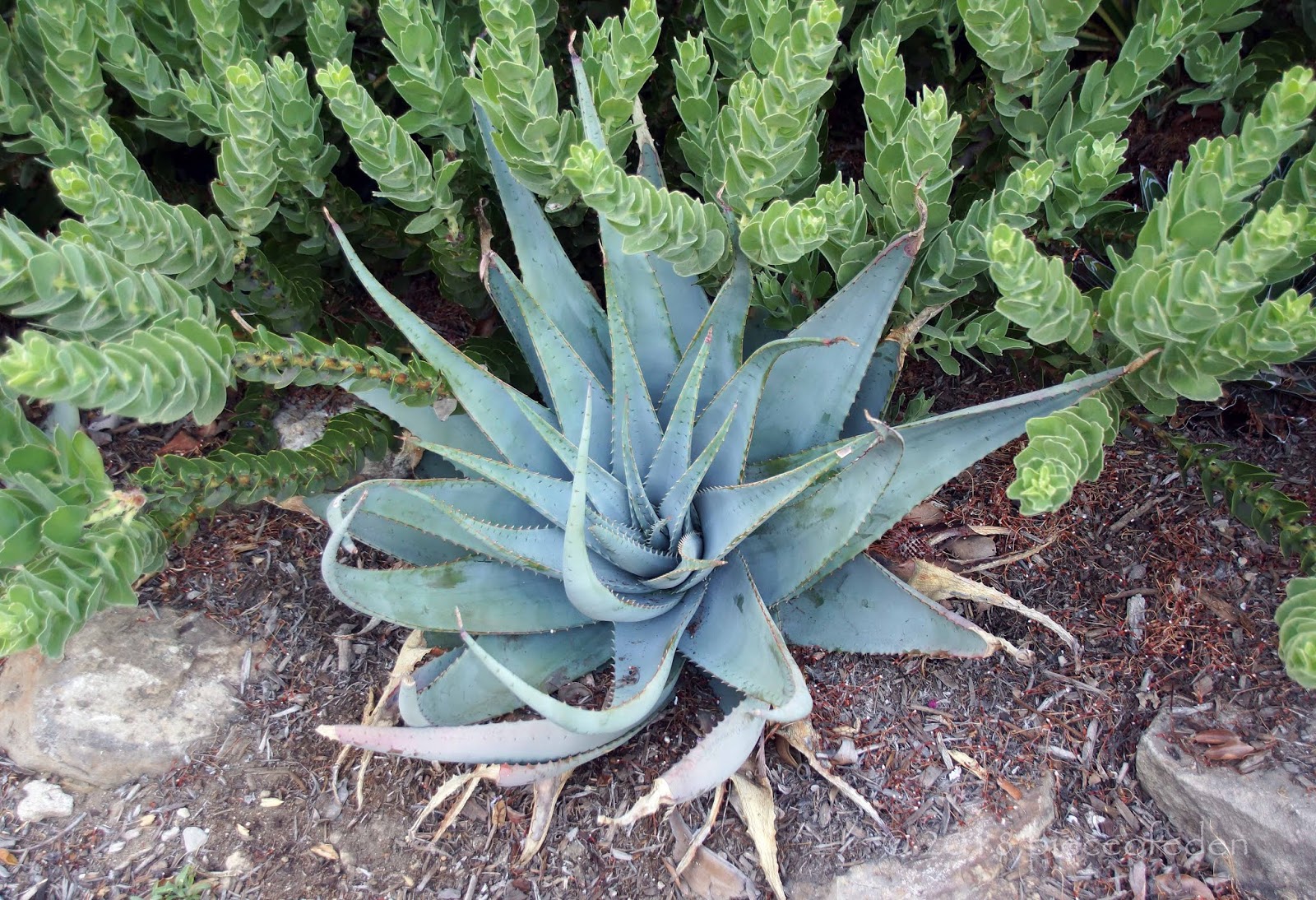 Intercity Show 2018 Eye Catching Plants
