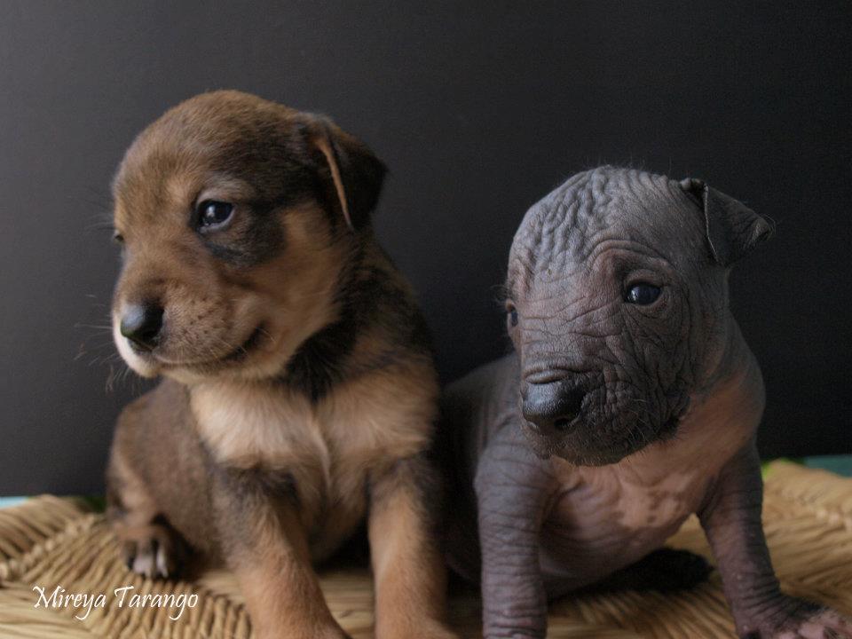 || Itzcuintli || Perro Mesoamericano: XOLOITZCUINTLE: LA CUESTIÓN DEL ...