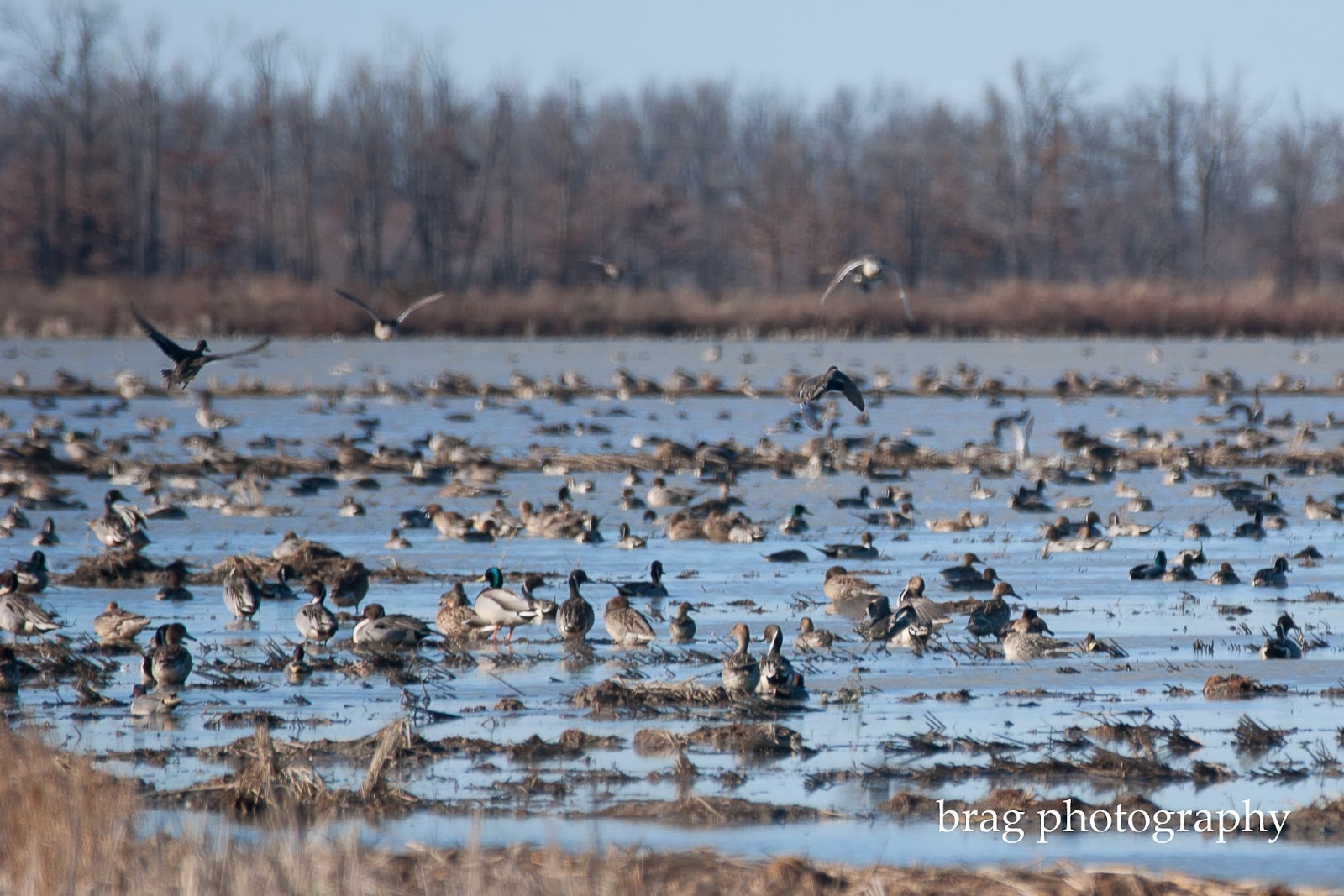 BRAGphotography: {M R Ducks}