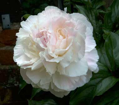 La Pouyette....: Ode to the Peony - Die Pfingstrose