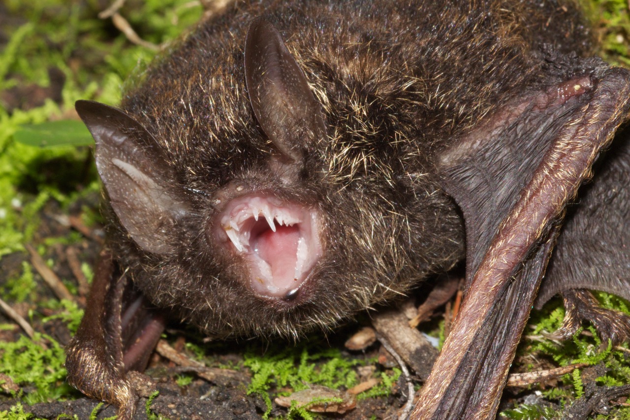 Illawarra mammals | Growing Illawarra Natives