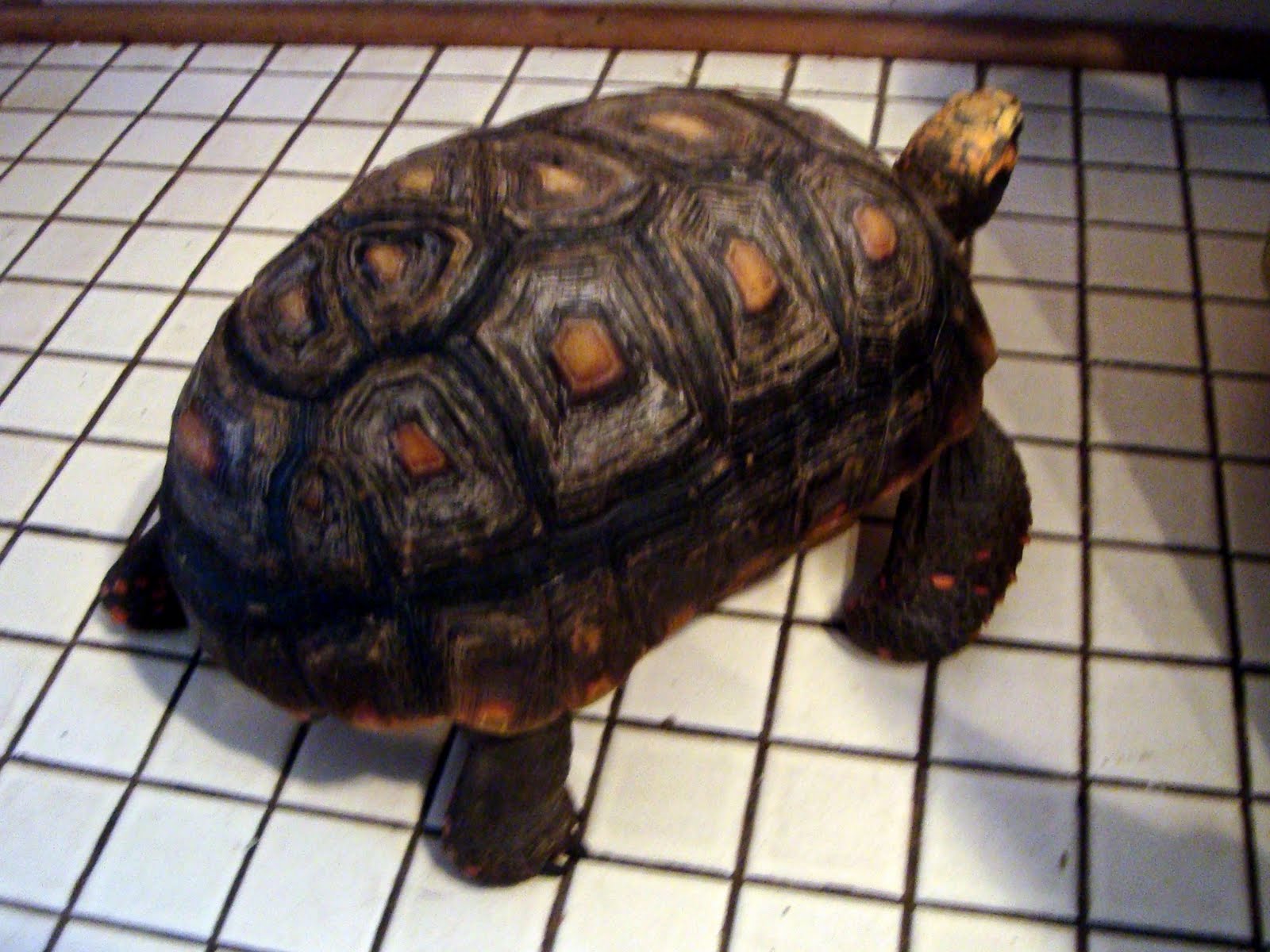 A Couple in the Kitchen: A Day at Farming Turtles Farm