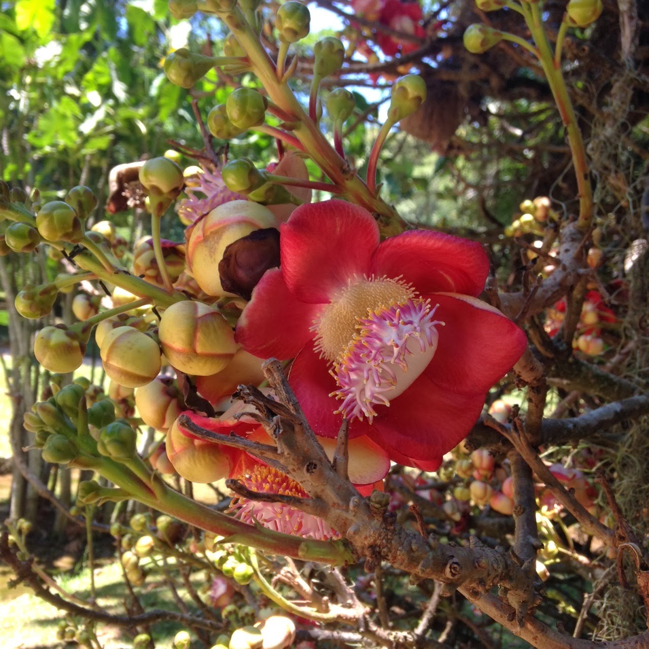 Por que viajamos?: Jardim Botânico do Rio de Janeiro