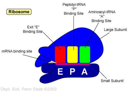 Knowledge Class: Protein Synthesis Steps: Transcription and Translation