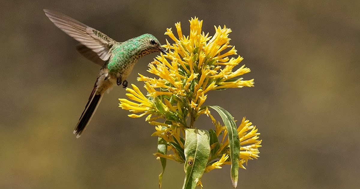 mis fotos de aves: Sappho sparganurus Picaflor Cometa Red-tailed Comet