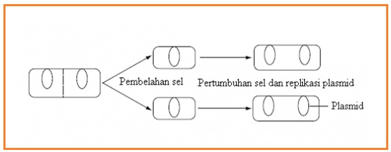 BIOLOGI GONZAGA: TRANSPLANTASI GEN-TEKNIK PLASMID