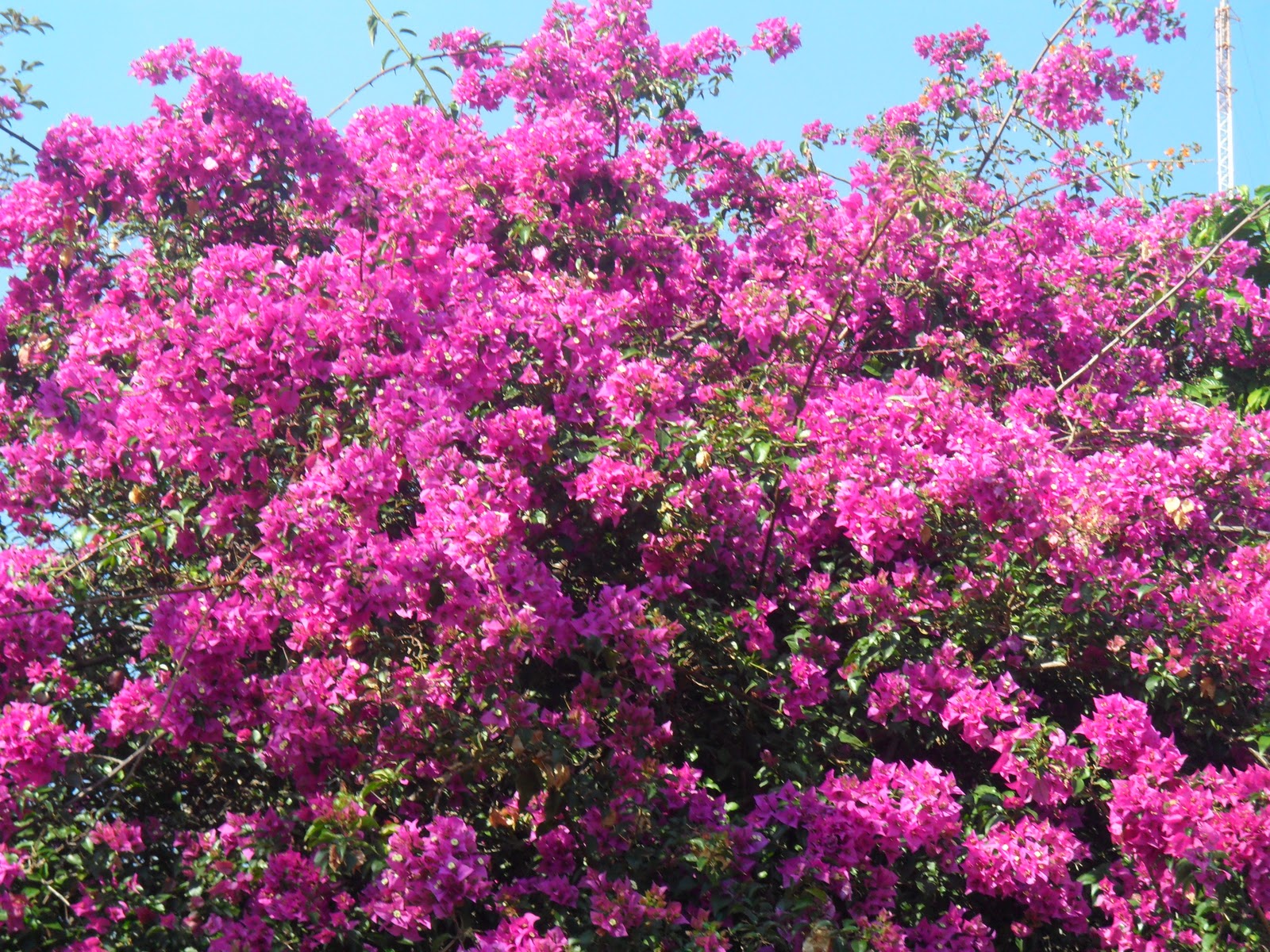 Instituto da Árvore: PRIMAVERA