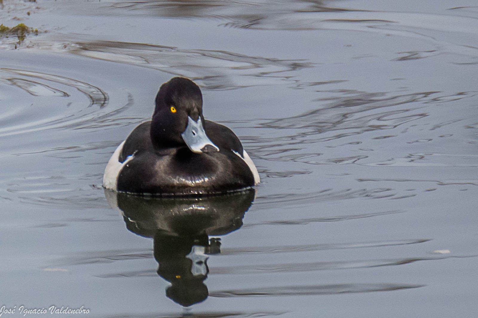 DocNatureBlog: Un pato muy coqueto y un gran buceador. Porrón moñudo ...