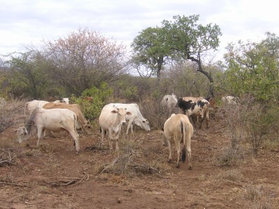 The Somali Dir Clan's History: Codka Beesha Direed: History of The Dir ...