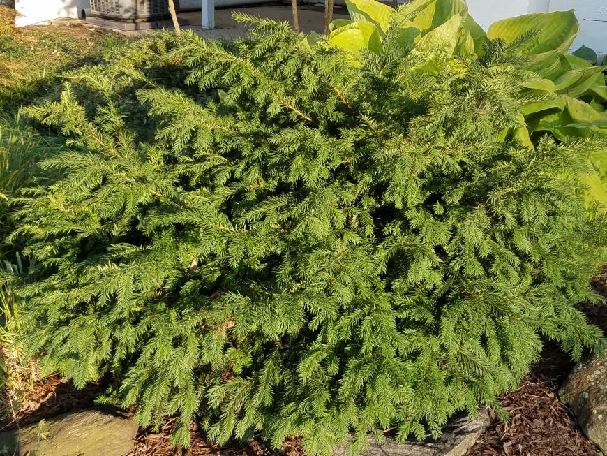 Future Plants by Randy Stewart: Yews - The Taxus Family