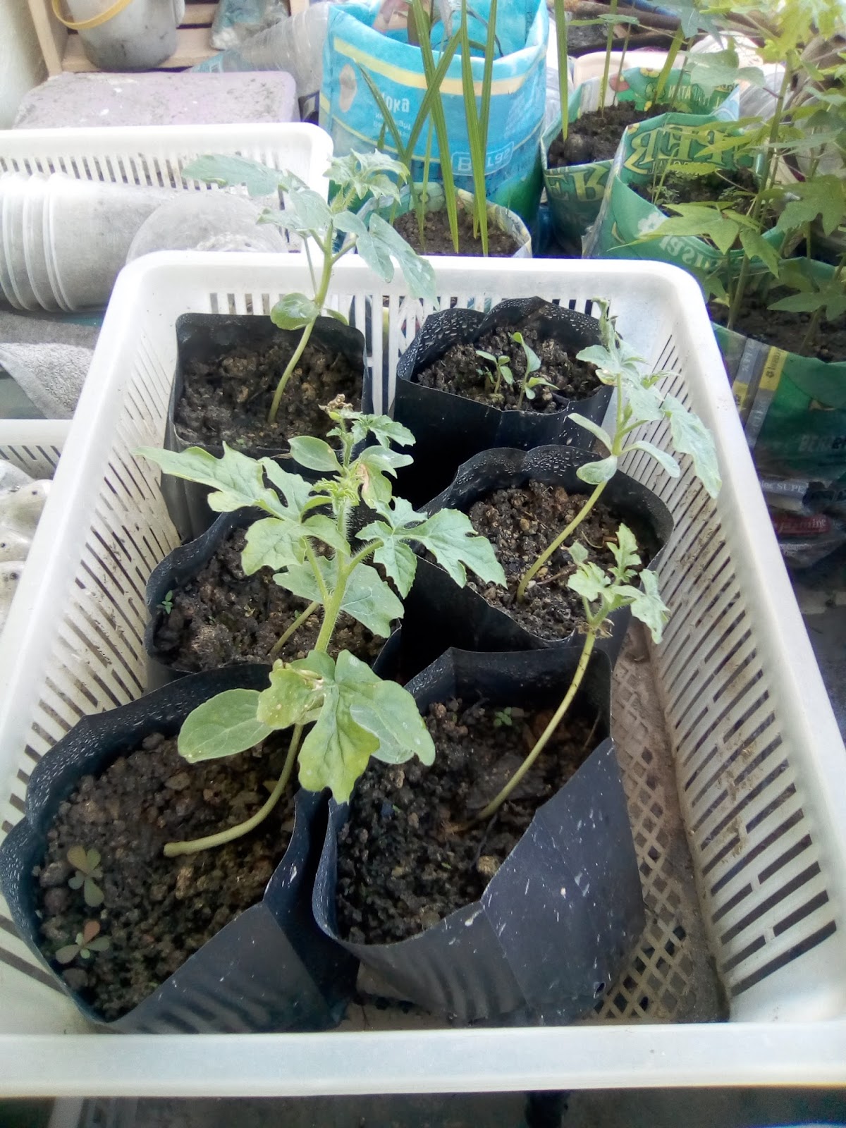 Jom Tanam Sayur ( JTS ) : Semaian Benih Tembikai, Terung Panjang serta ...