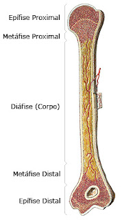 Mundo da Radiologia: Partes do osso Longo