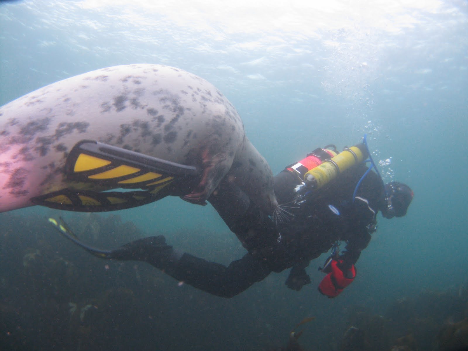 Diving with Seals - Serenity Farne Islands Boat Tours and Trips