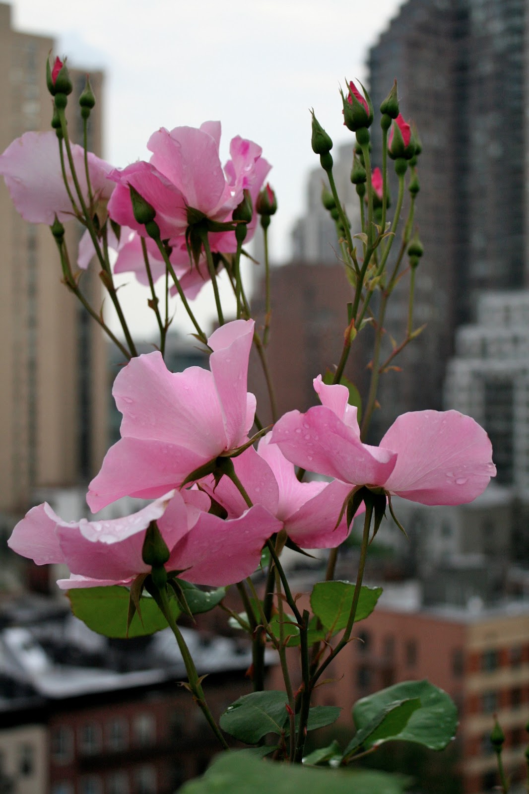 Garden Bytes from the Big Apple: MANHATTAN ROSE