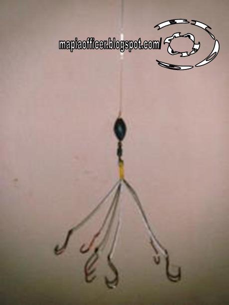 Malaysian Mafia @ Giant Snakehead: Jenis Perambut Toman & Cara ...