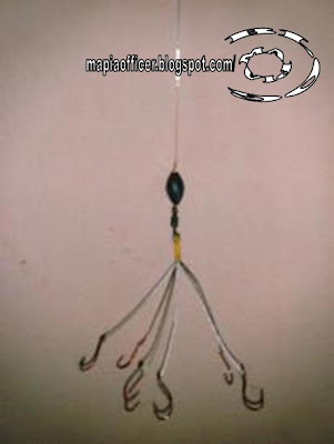 Malaysian Mafia @ Giant Snakehead: Jenis Perambut Toman & Cara ...