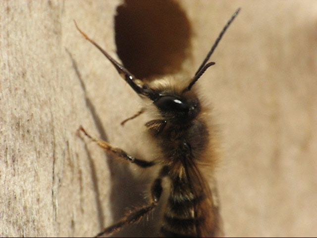 BeautifulNativePlants: Bumble Bees: Panda Bears of the Insect World
