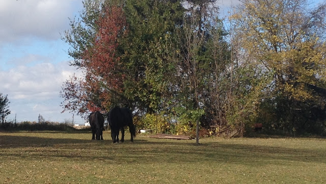 Amish Horses: Amish Fall