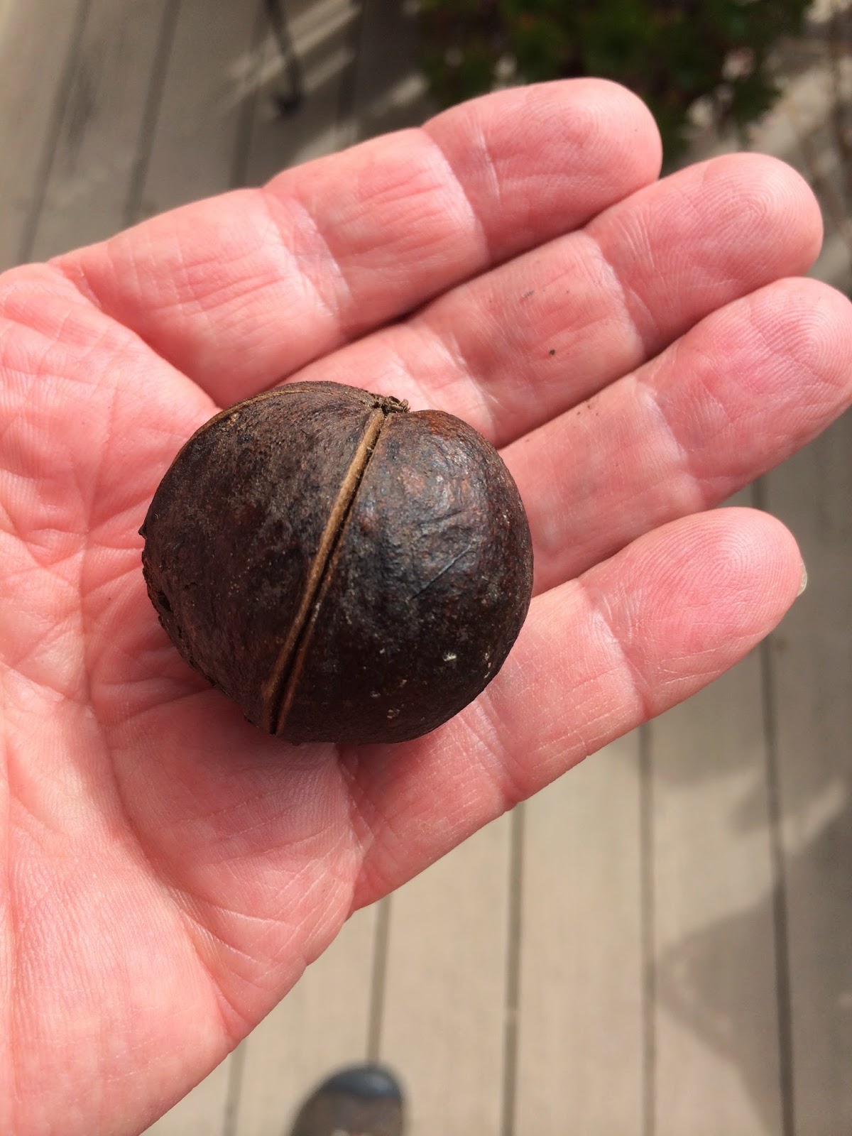 Trees of Santa Cruz County: Carya ovata - Shagbark Hickory