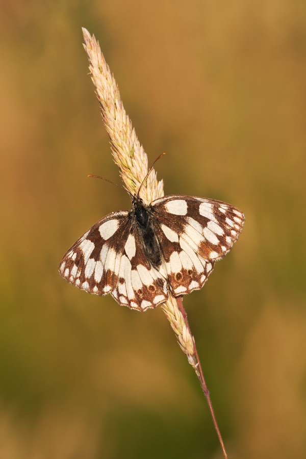 Matt Cole Macro Photography: September 2013
